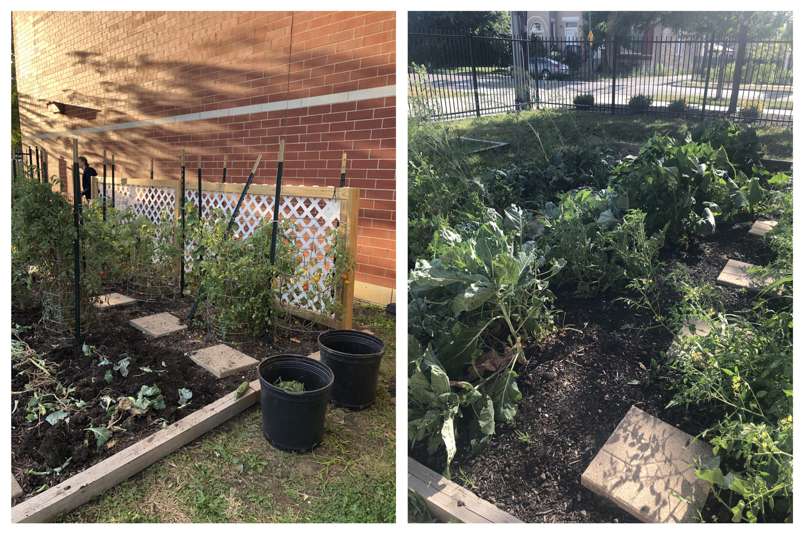 Summer spotlight on Hope Manor community garden - WJW Architects